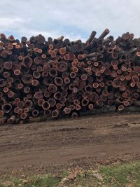 Quebracho Extract Powder Supplement Benefits & Side Effects