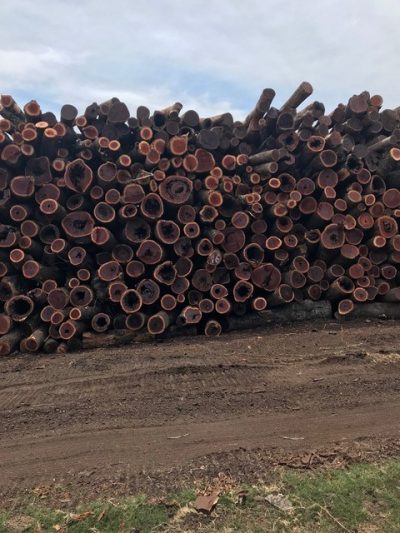 Quebracho Extract Powder Supplement Benefits & Side Effects