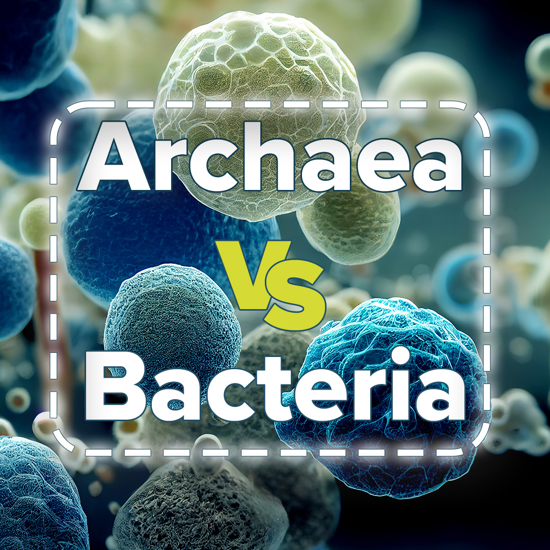Archaea vs. Bacteria: What's the difference? - Atrantil