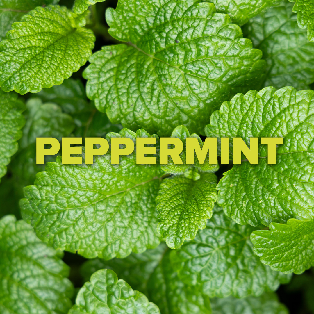 Peppermint Season: Getting more peppermint to improve your health ...