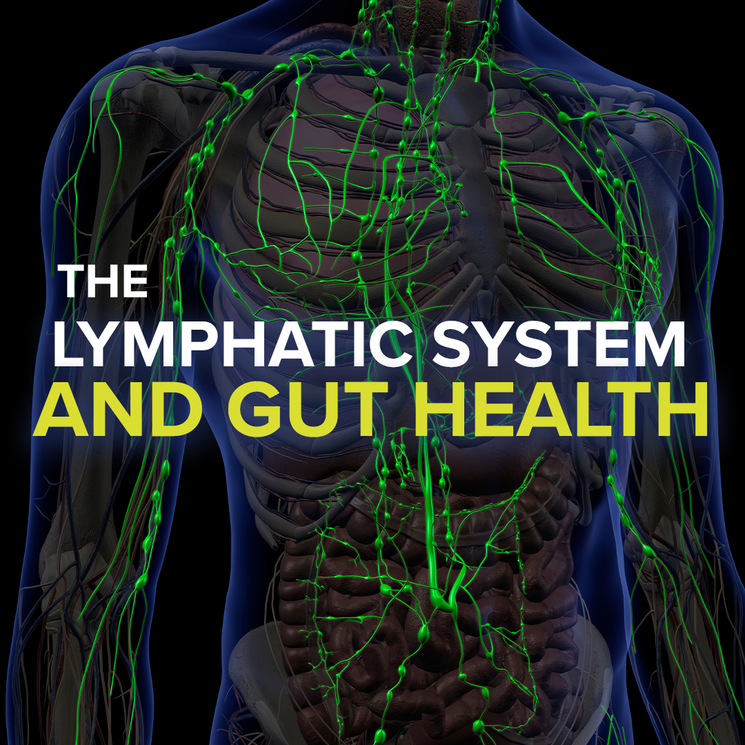 The Lymphatic System and Gut Health - Atrantil